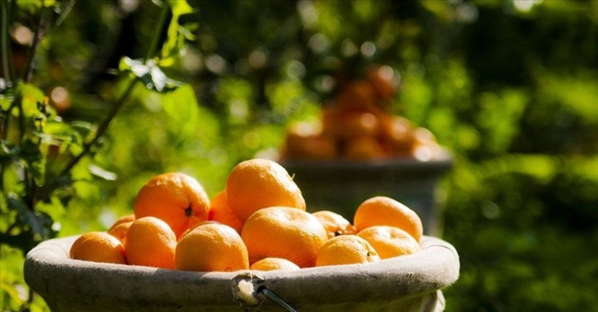 Satsuma mandalinası pazarda yerini aldı