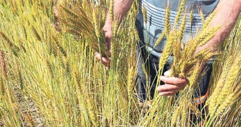 Yerli buğday tohumu yüzleri güldürdü