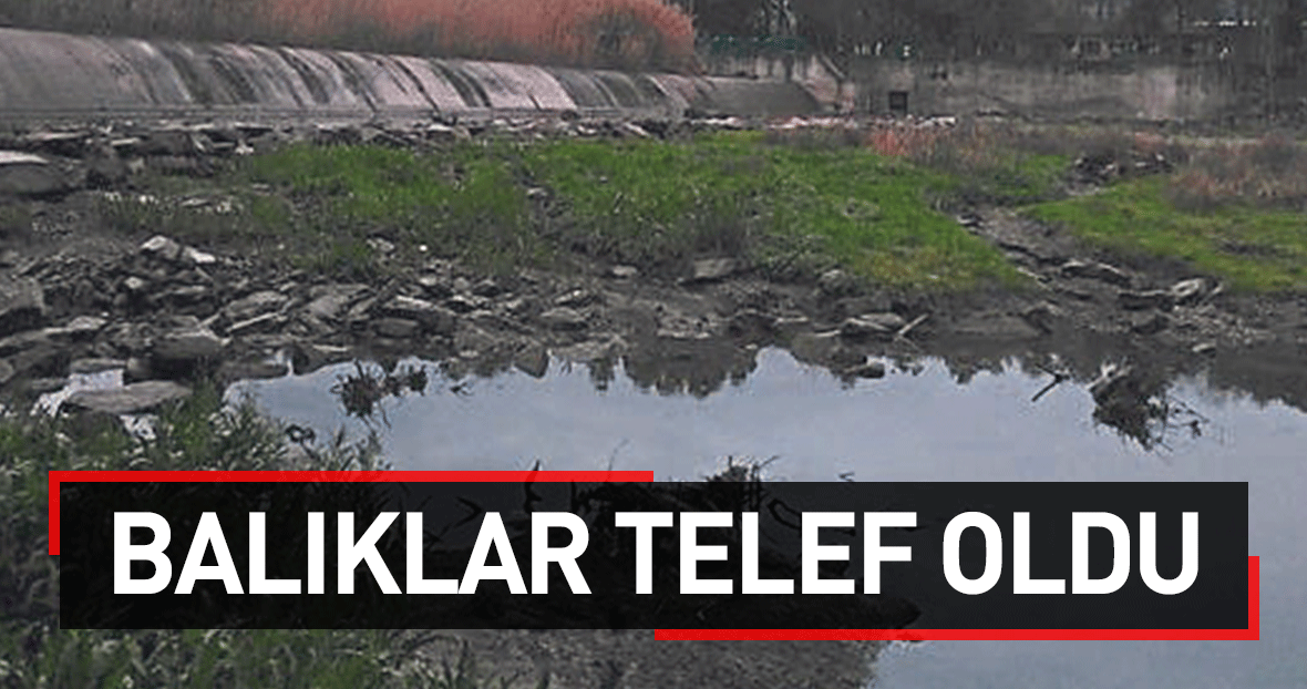 Balıklar telef oldu - Yaşam Haberleri
