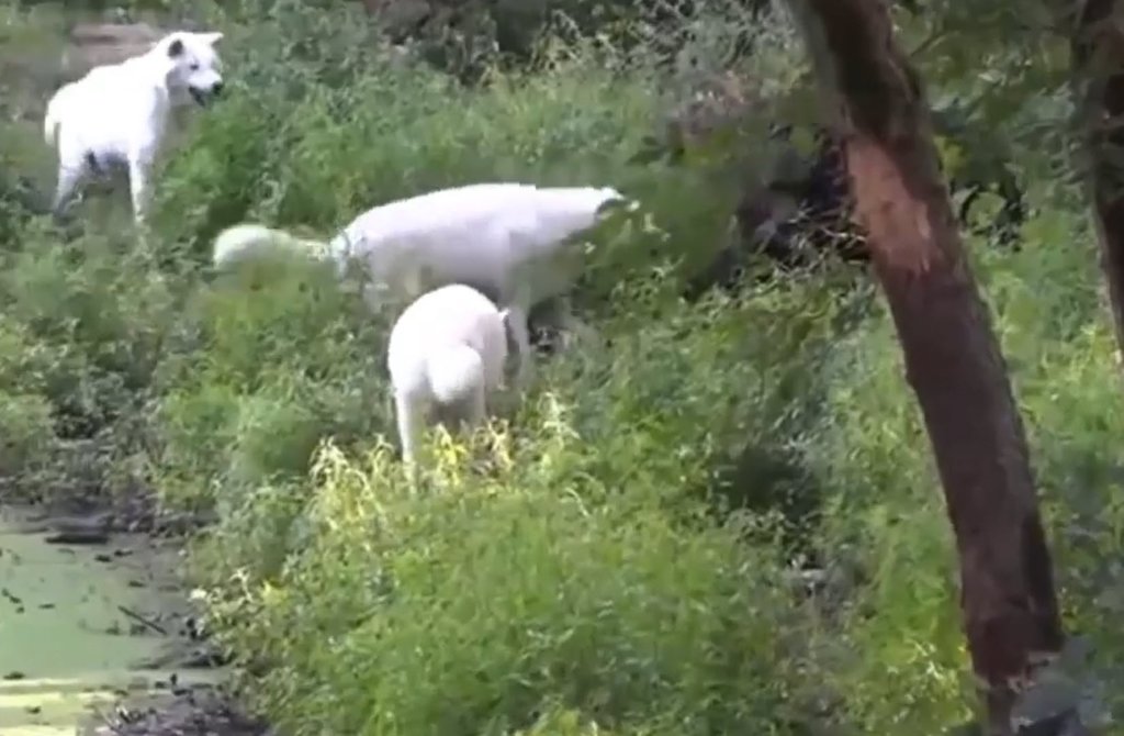 Ayı tek başına kurt sürüsünün içine daldı! - Galeri - Yeni Asır Ayı tek başına kurt sürüsünün içine daldı! - Galeri - Yeni Asır