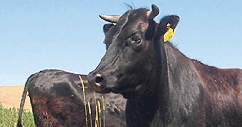 Halk eliyle yerli sığır ıslahı başlıyor - Ekonomi Haberleri