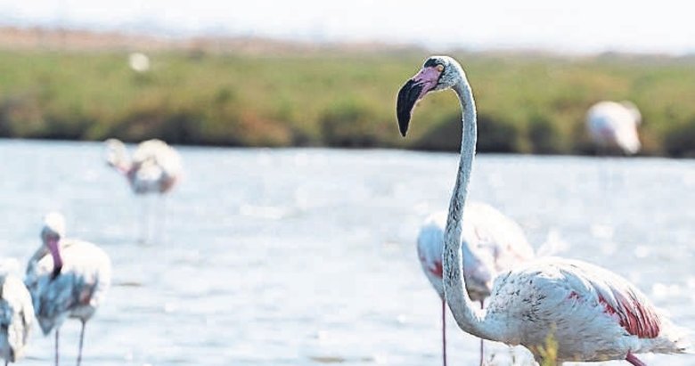 ‘Flamingo Yolu’ turunda renkli görüntüler - Pazar Haberleri