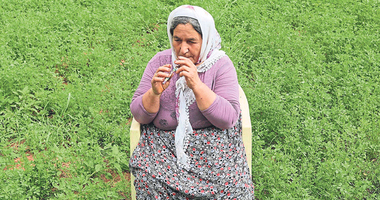 Sipsi kraliçesi - Sarmaşık Haberleri